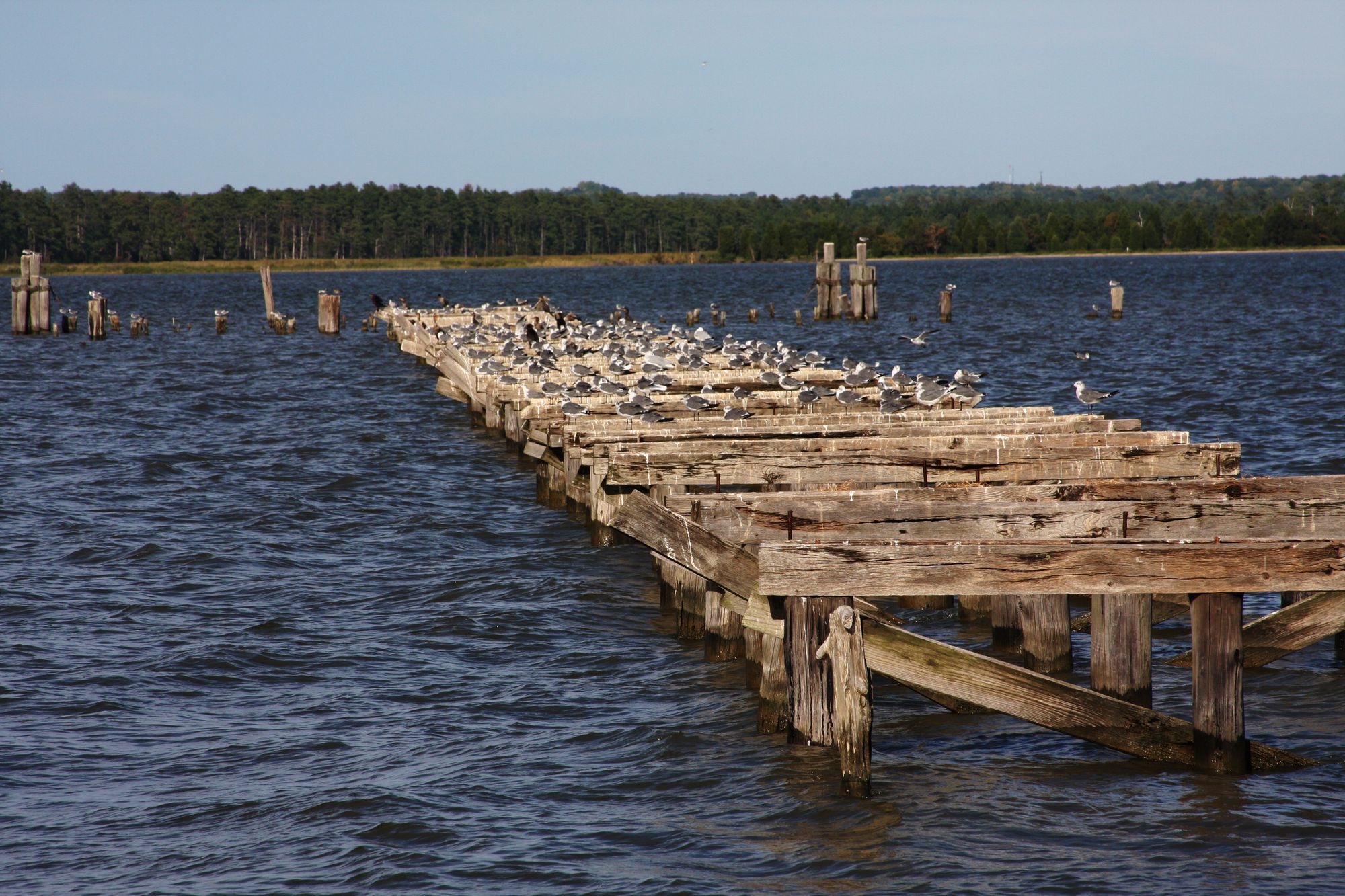 Rappahannock River Fishing in Virginia - Maps, Reports, & Best Spots ...